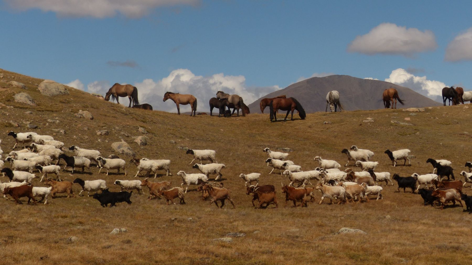 Voyage en Mongolie : Randonnée chamelière sur la route du sel