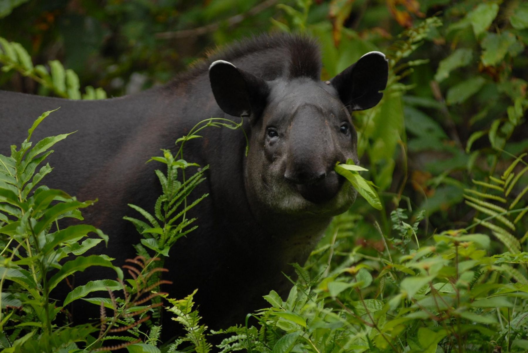 Amazonie sans frontières