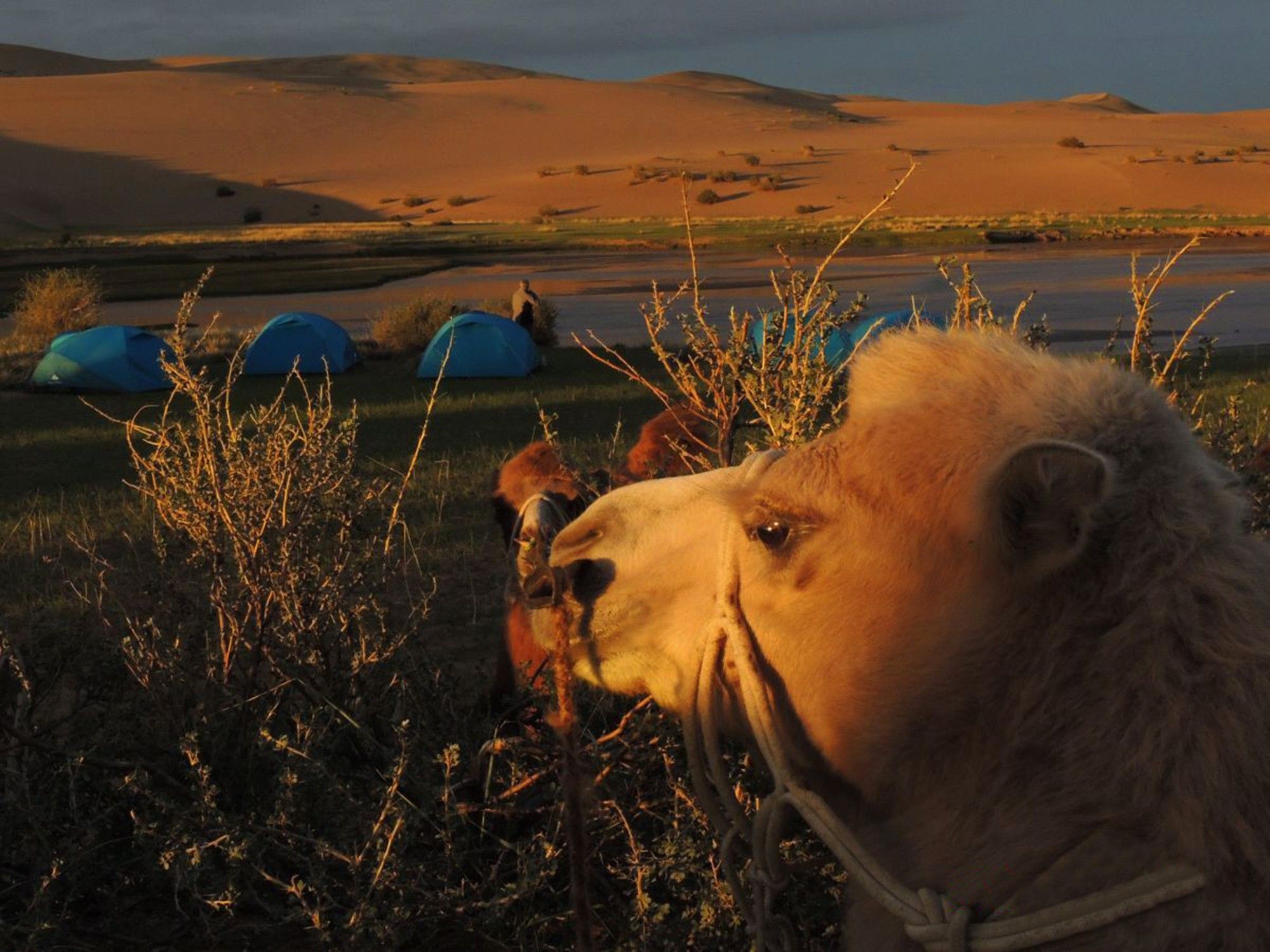 Voyage en Mongolie : Randonnée chamelière sur la route du sel