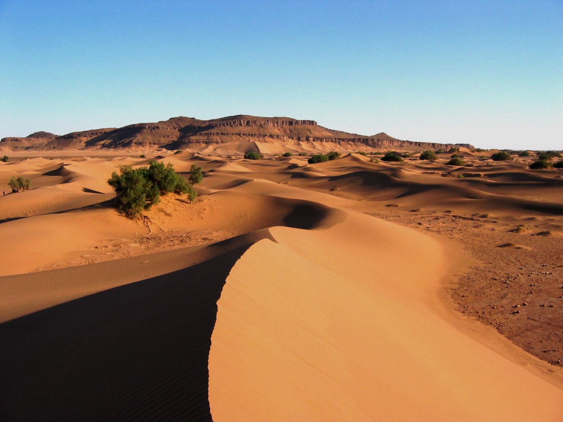 Trek à chameau dans le désert marocain : Oued Drâa, la rivière sans fin