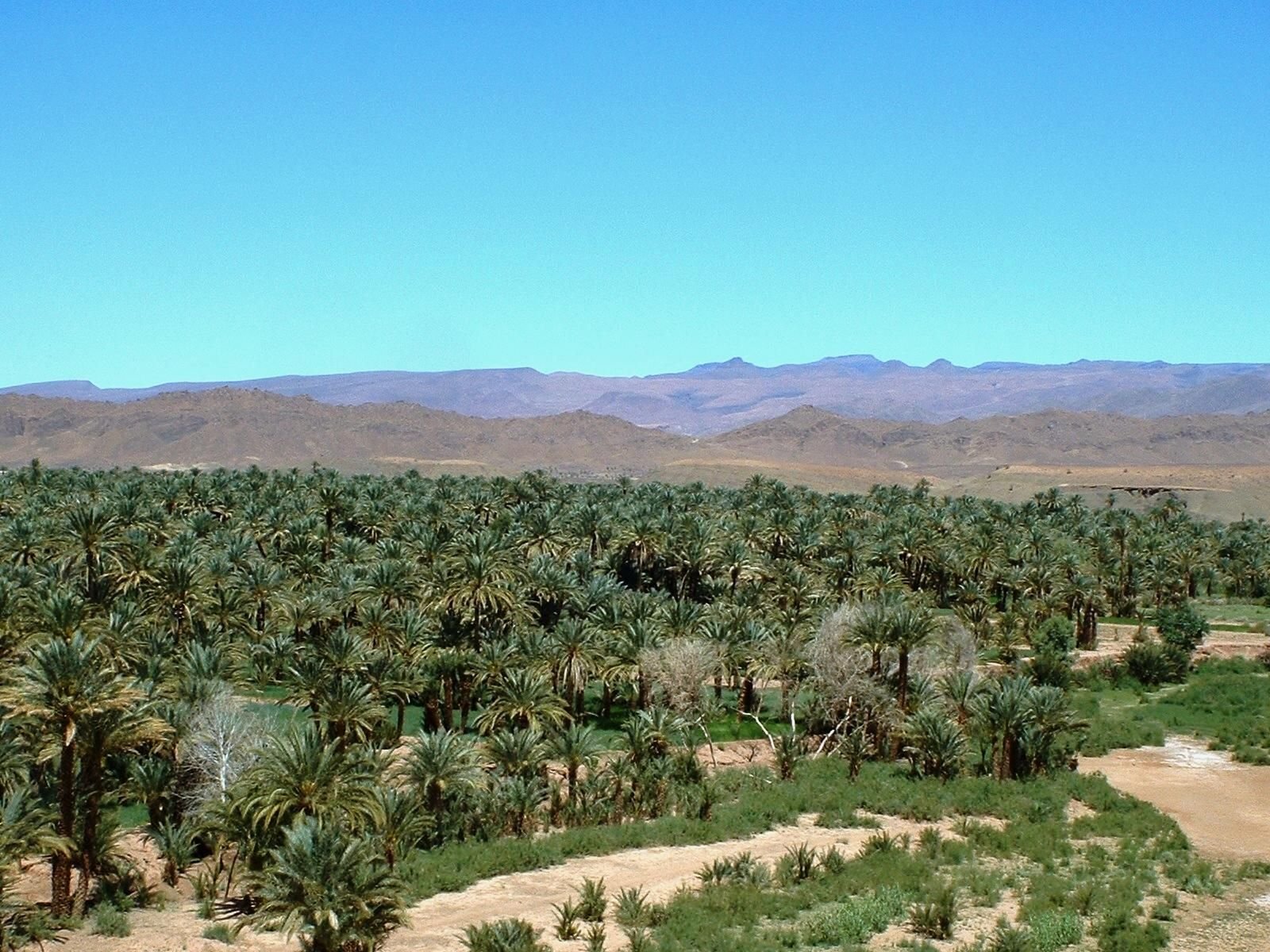 Trek à chameau dans le désert marocain : Oued Drâa, la rivière sans fin