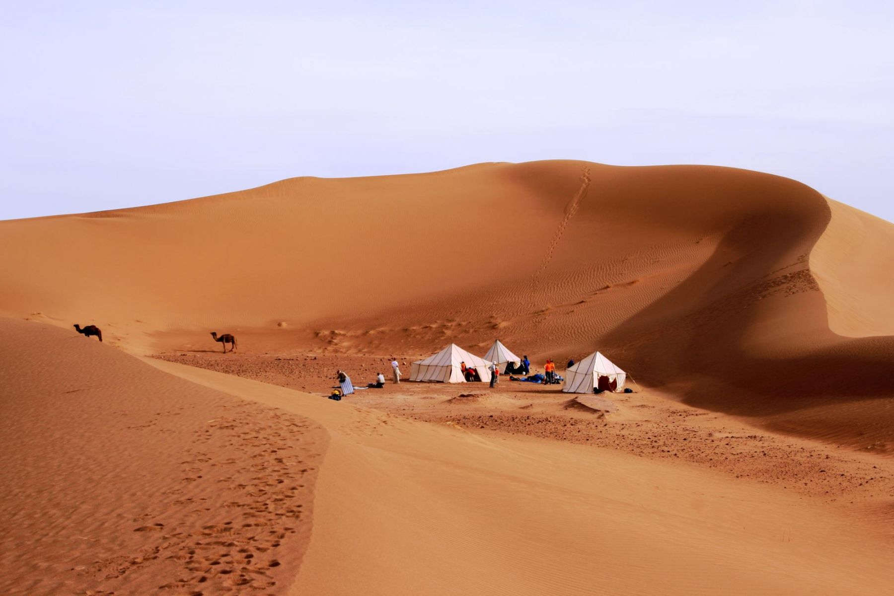 Trek à chameau dans le désert marocain : Oued Drâa, la rivière sans fin