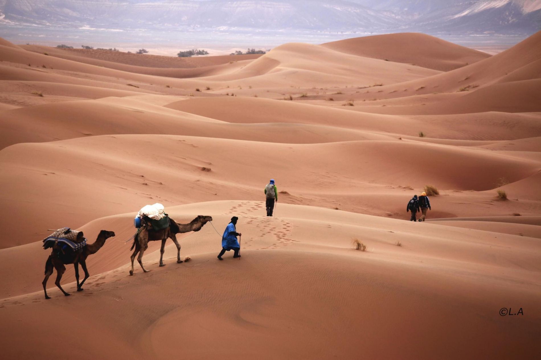 Trek à chameau dans le désert marocain : Oued Drâa, la rivière sans fin